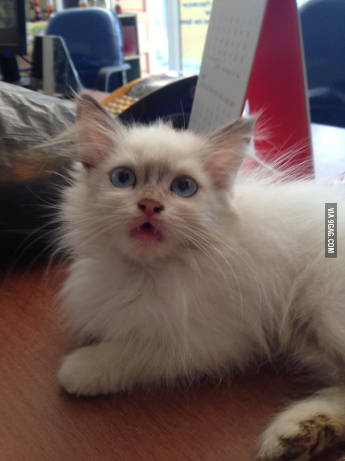 Shocked cat - 9GAG