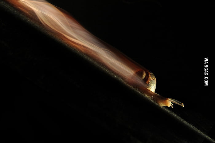 Long exposure of a snail. - 9GAG