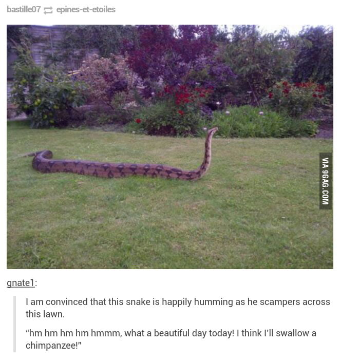 Just a happy snake - 9GAG