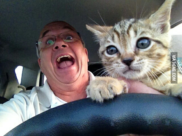 He brought a kitten home and let it drive. - 9GAG