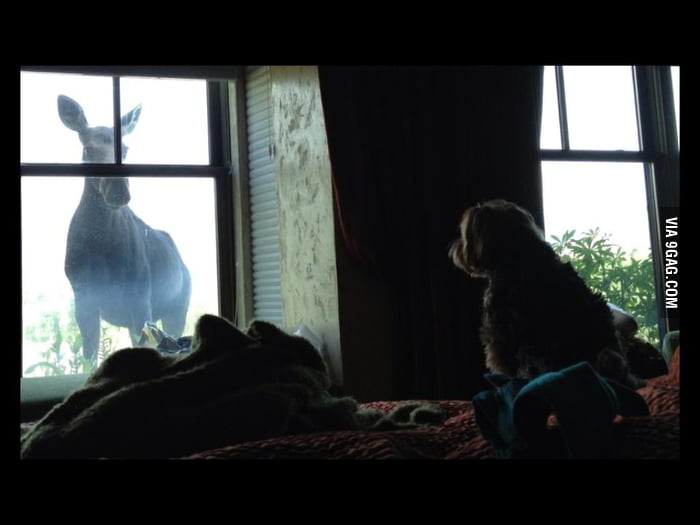 Earlier in the day this dog chases this moose. Later on the moose comes ...