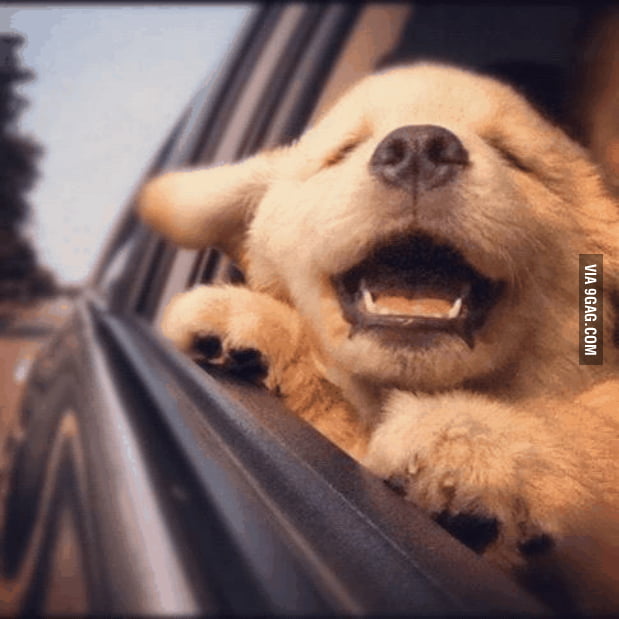 One of the happiest pictures ever - 9GAG