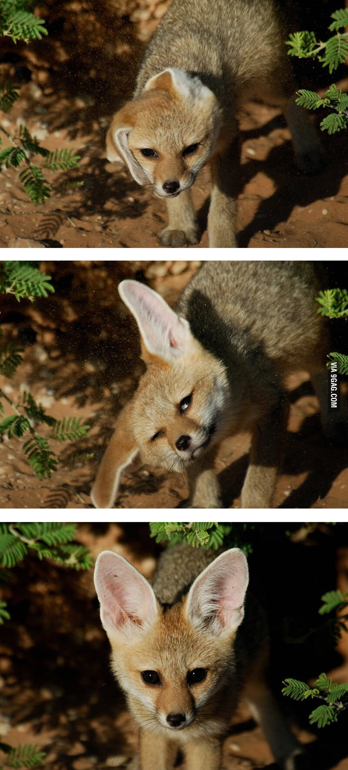 Fox fixes his floppy ears. - 9GAG