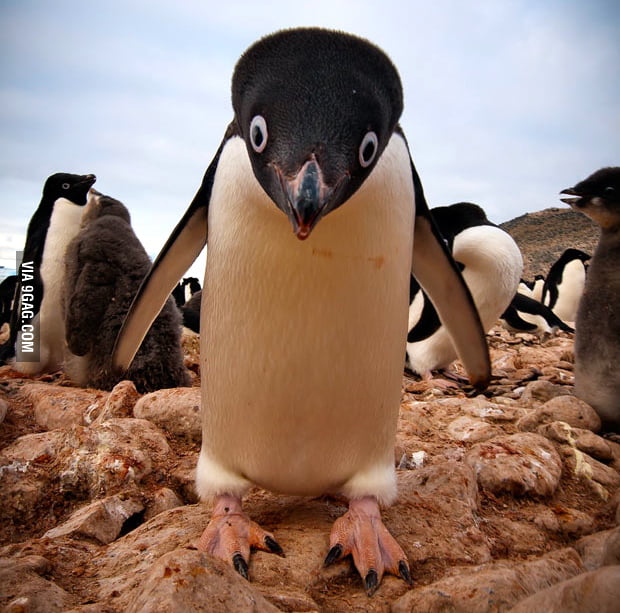 I googled creepy penguin and now im scared. - 9GAG