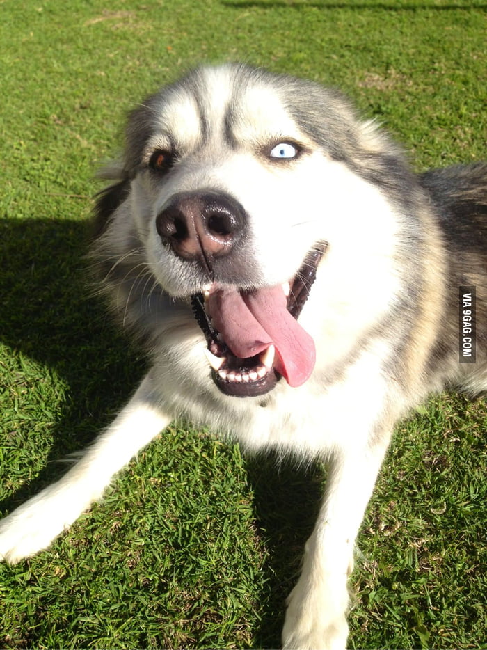 Caught my dog derping - 9GAG