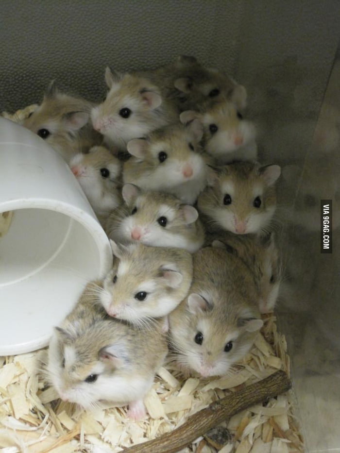 Hamsters-r-us - 9GAG