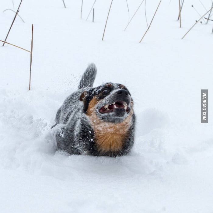 Ermahgerd Sner! - 9GAG