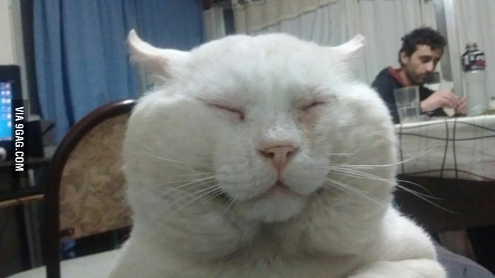 The real Karin Master - 9GAG