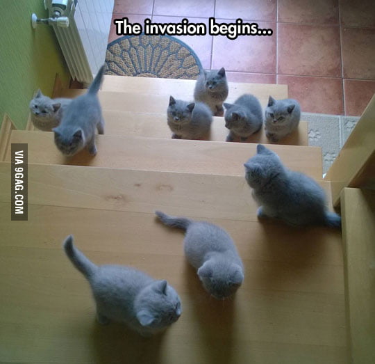 Cutest invasion ever... - 9GAG