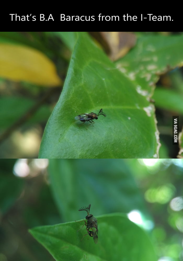 Insect Swag - 9GAG
