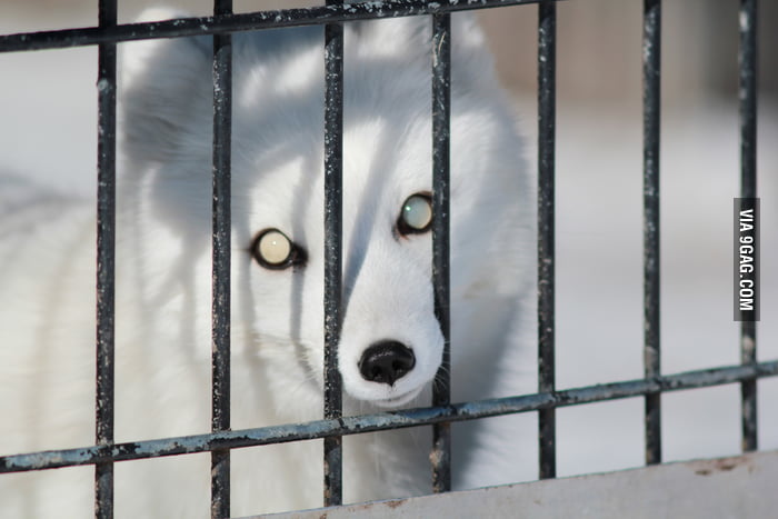 Young Arctic Fox that was born blind - 9GAG