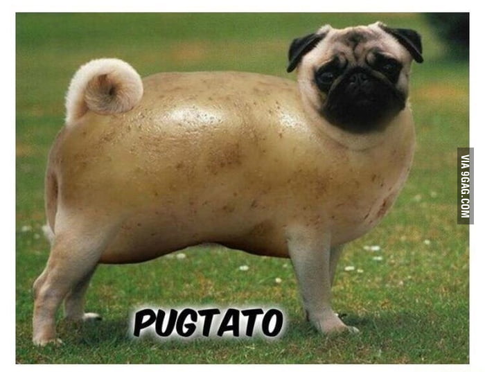 We love pugs, we love potatoes. Pugtato. - 9GAG