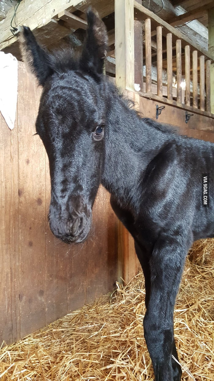 Our new Friesian horse is 12 hours old! - 9GAG