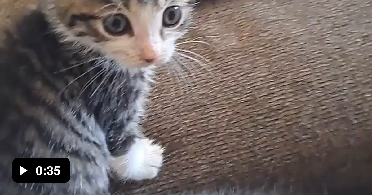 Purse Snatchers! - 9GAG