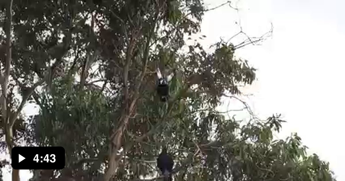 Lady befriends magpies. - 9GAG