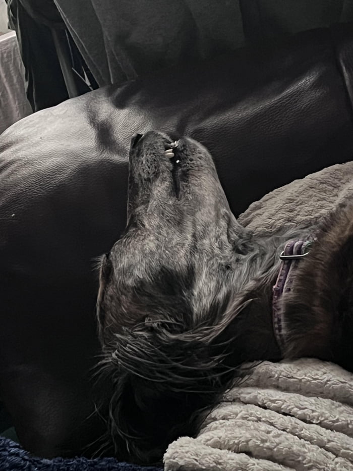 She’s taking the Sunday snooze super seriously - 9GAG