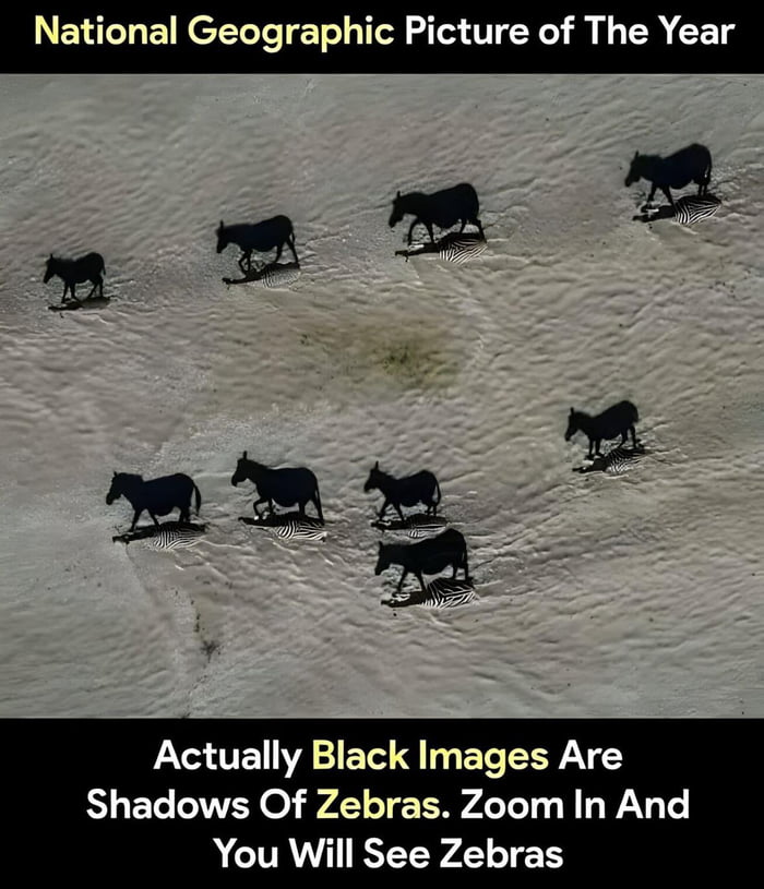 Perfect angle of zebra’s taken in flip side? - 9GAG