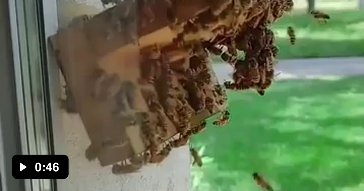 Insane Bee build up at its finest - 9GAG