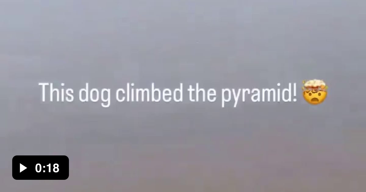 While parachuting in Egypt, a tourist captured footage of a stray dog ...