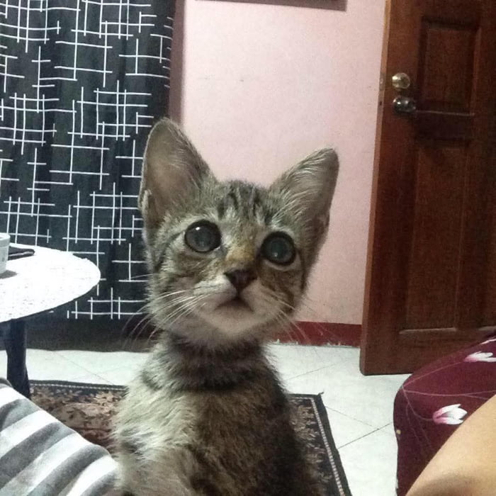 This little guy says 'Hello!' - 9GAG