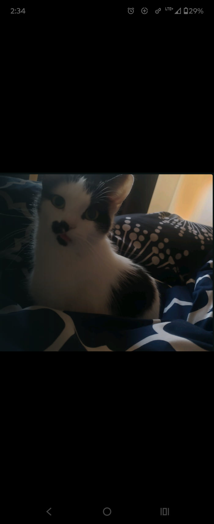 Say hi to Snickle Fritz - 9GAG