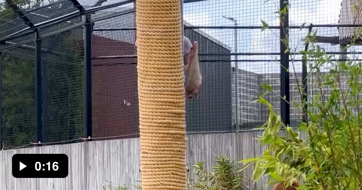 Here kitty kitty - 9GAG