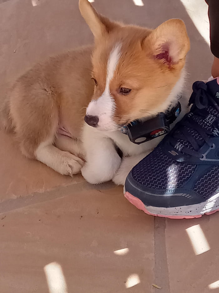 He's so small. - 9GAG