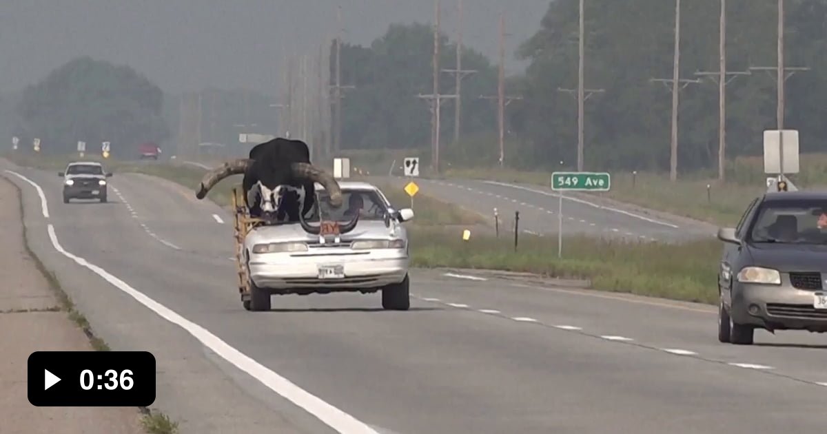 Man drives around town with a 2200 pound bull riding shotgun. - 9GAG