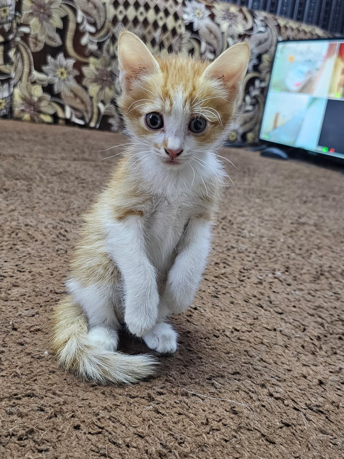 Smol gentlemen - 9GAG