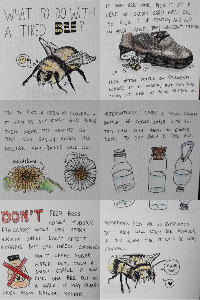 A Cool guide bee all illustrations - 9GAG