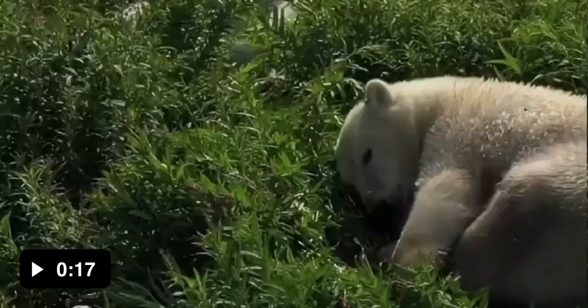 The beauty of bears in repose - 9GAG