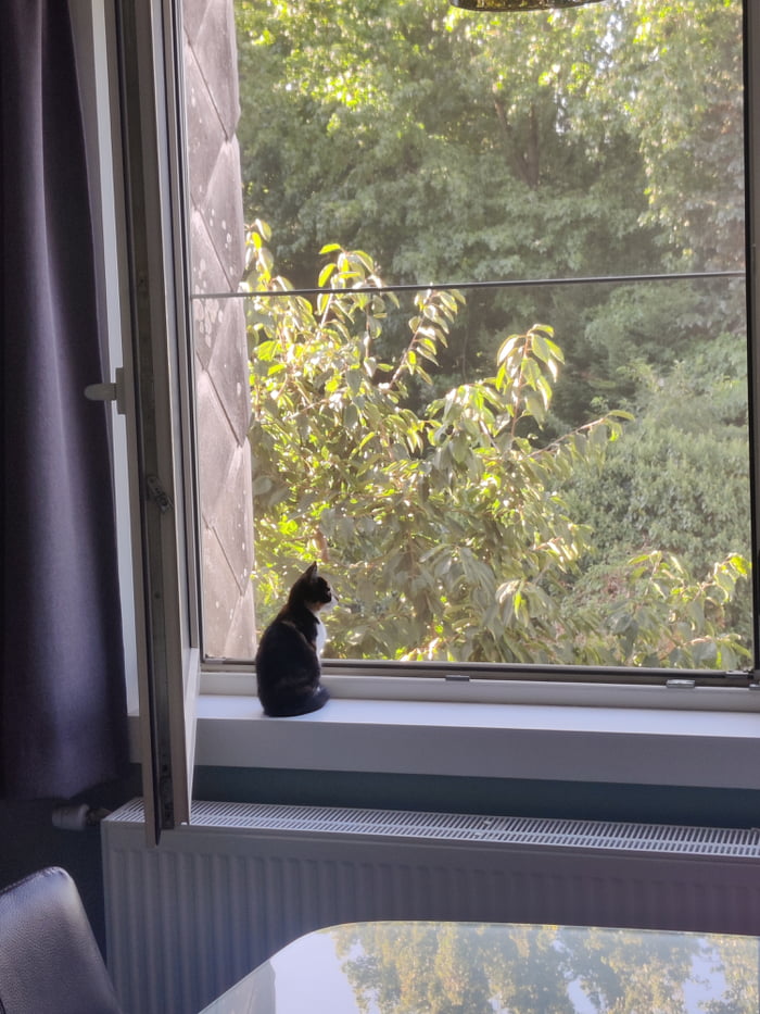 Smol kitty in a big world - 9GAG