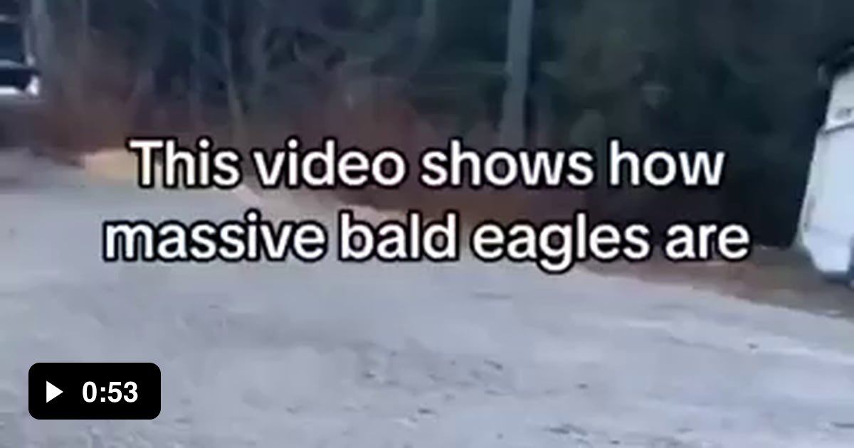 Feeding a bald eagle an egg is crazy work - 9GAG