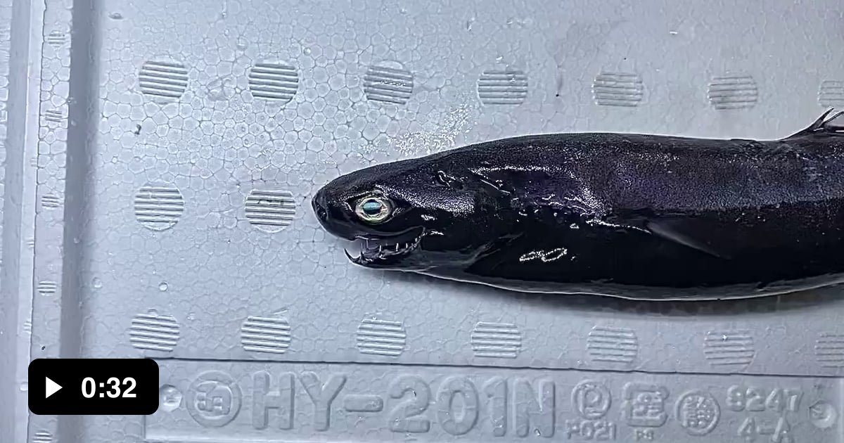 The sizable, arched jaws of the crocodile shark can be protruded beyond ...