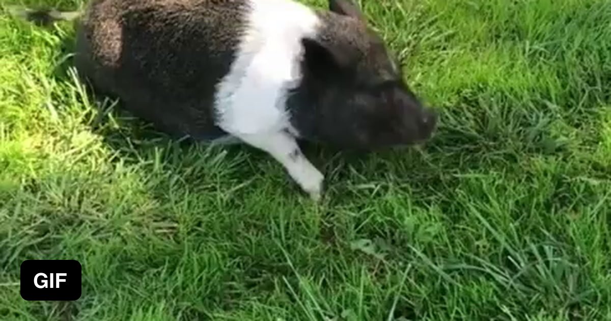 Zoomies with a quick pause to roll in the grass - 9GAG