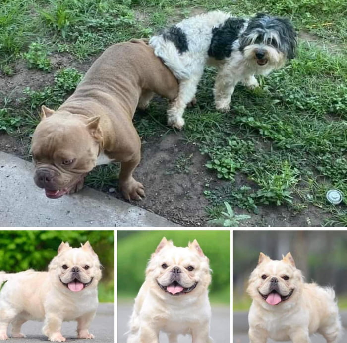 Bulldog x Shitzu.. Got a litter of BullShitz! - 9GAG