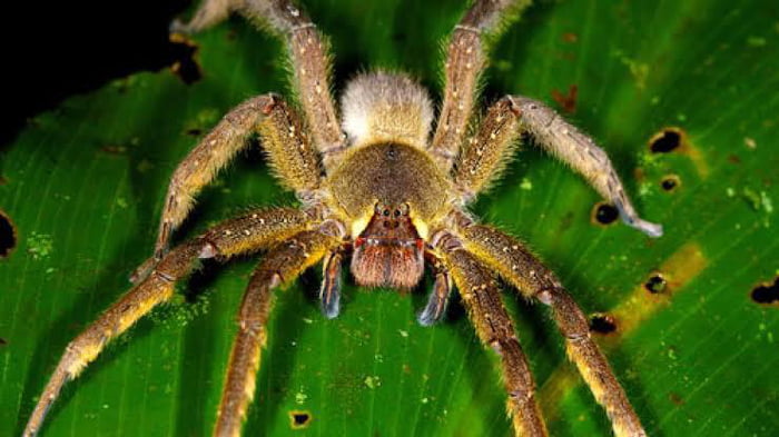 A bite from the Brazilian Wandering Spider (Phoneutria nigriventer) is ...