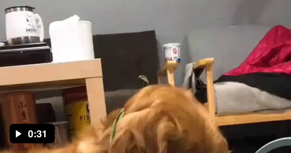 Doggo figured out the feeder - 9GAG