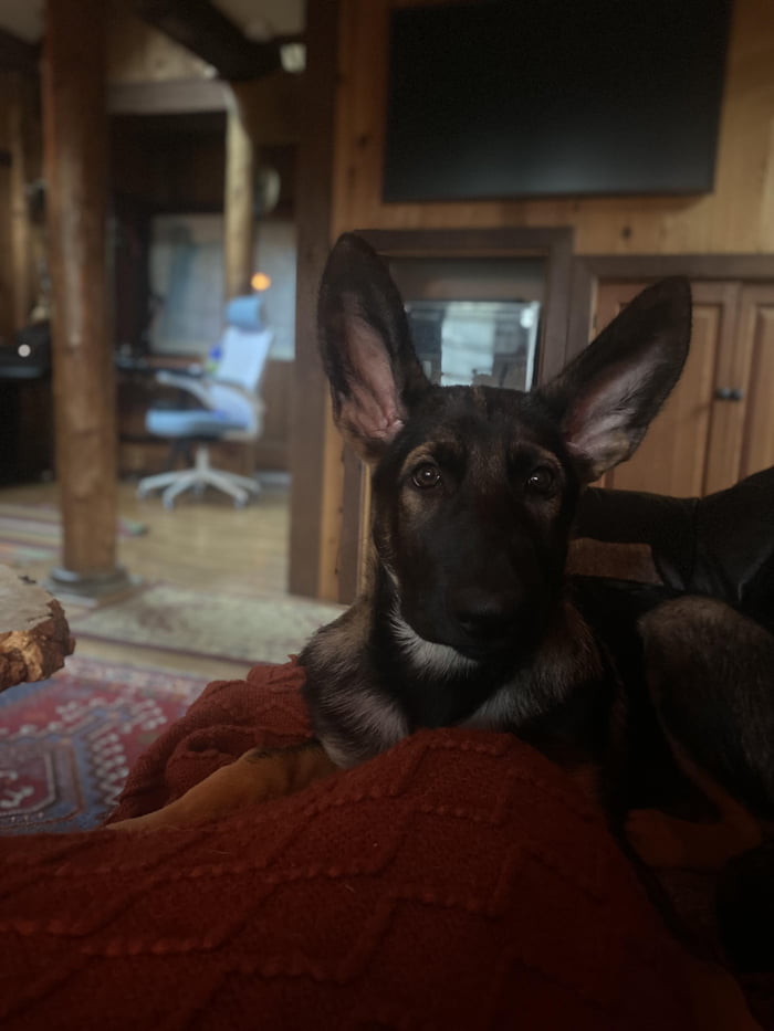 Little Bo has an the ear to body ratio of a bat - 9GAG