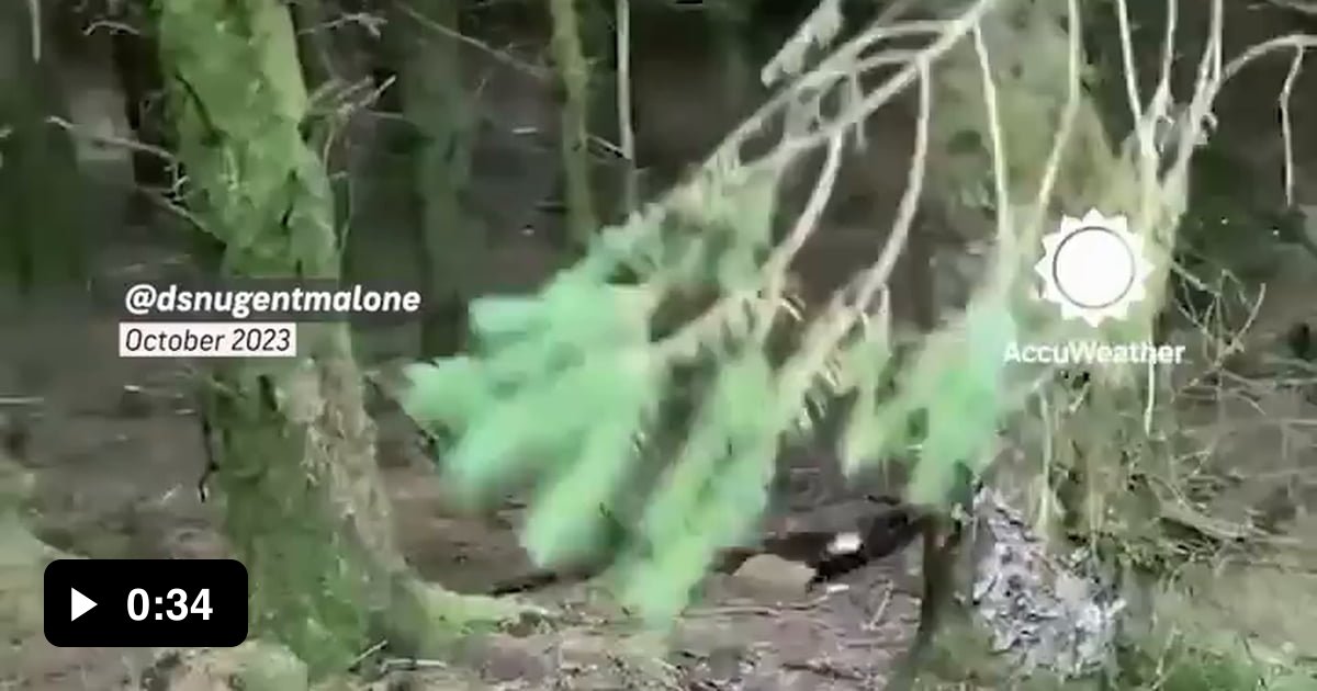 Breathing Forest - 9GAG