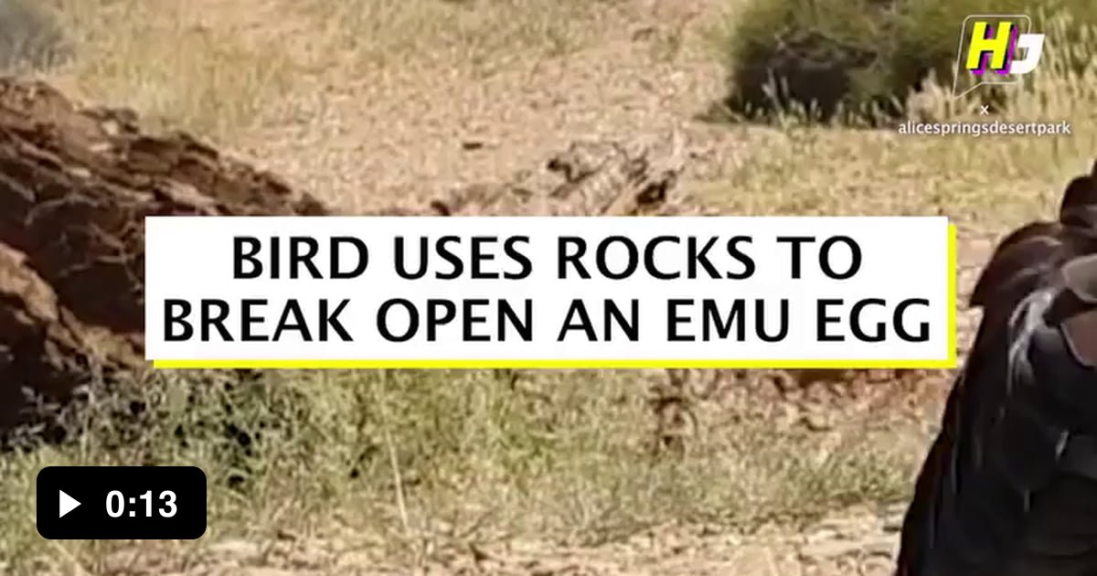Black-breasted Buzzard uses a stone to crack open an emu egg🥚🔨. - 9GAG