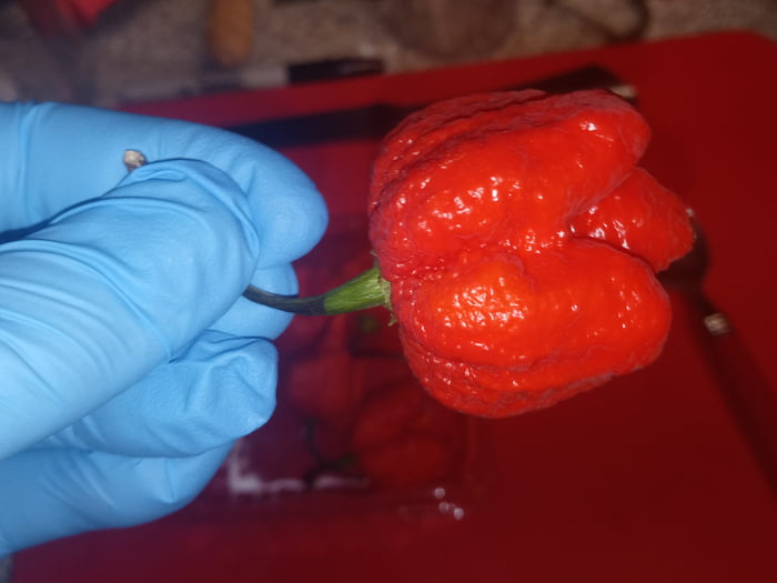 The Carolina Reaper. 1,641,183 SHU. Citrus smell and taste. And yes ...