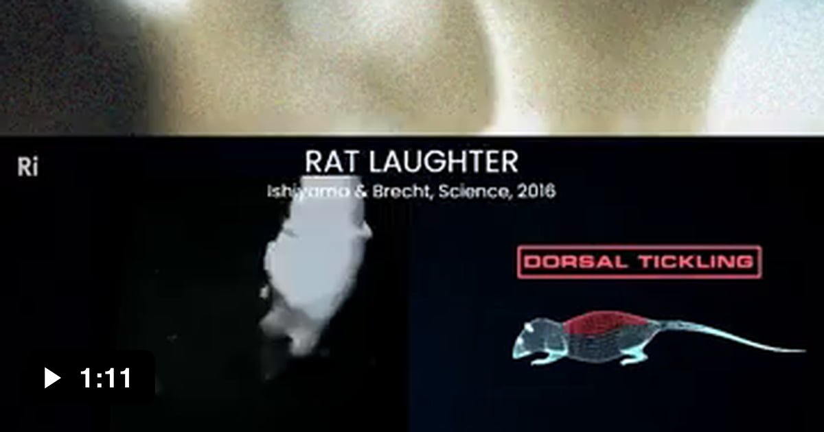 Rats can laugh and apes can tell jokes - 9GAG