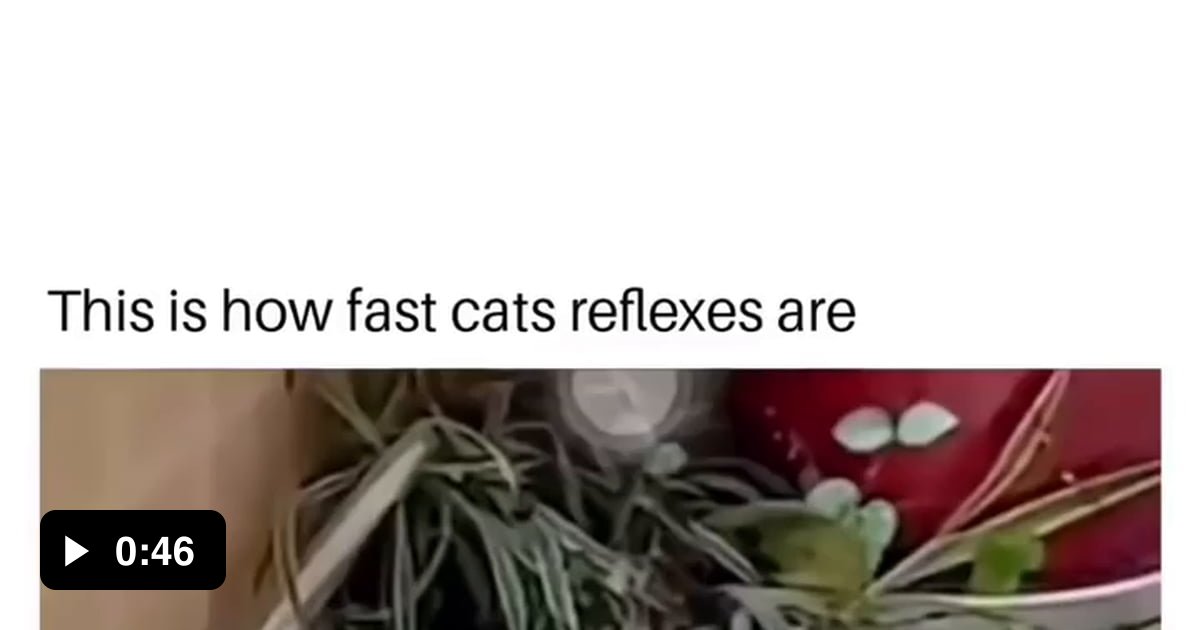 Cat reflexes - 9GAG