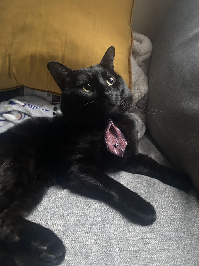 Chimney the very distinguished cat! - 9GAG