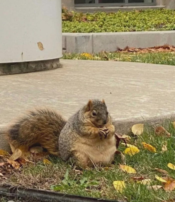 Of a squirrel - 9GAG