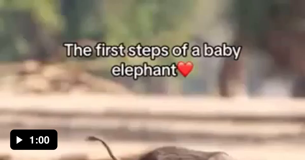The first steps of a baby elephant 💖 🐘 - 9GAG
