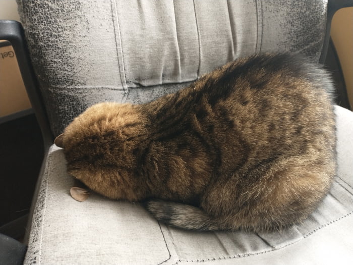 Here is my cat, shes not dead, just.. cat - 9GAG