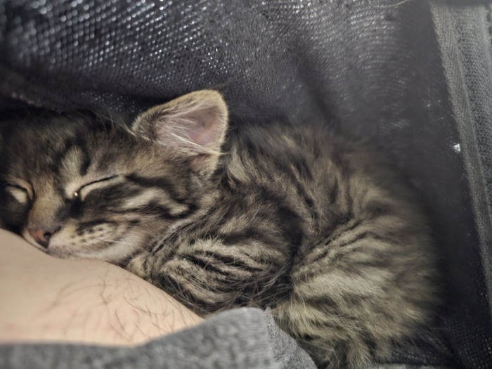 My Kitten Freya Likes Sleeping Under My Shirt Next To My Armpit 9GAG My Kitten Freya Likes Sleeping Under My Shirt Next To My Armpit 9GAG