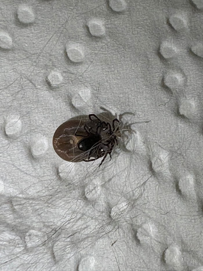 Ever found a tick feasting on another tick? - 9GAG